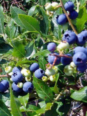 Sierra Blueberry | WhippleCreek Berries