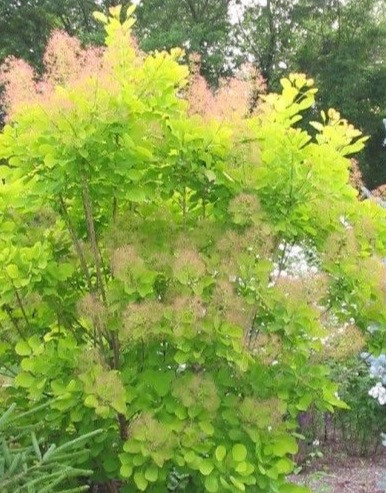 Golden Spirit Smoke Bush | WhippleCreek Berries