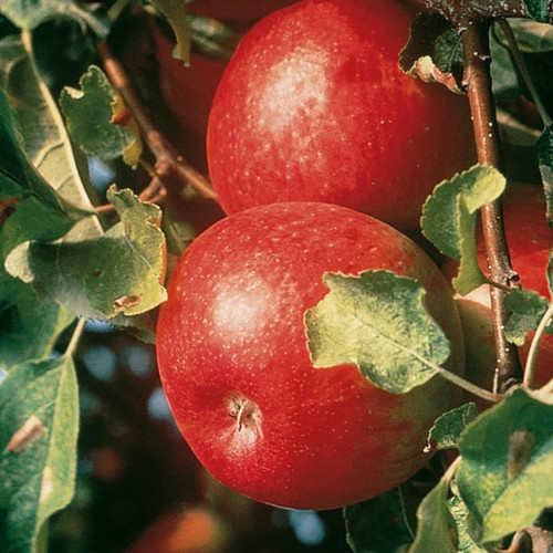 Cortland Apple Tree | WhippleCreek Berries