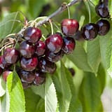 Van Cherry Tree | WhippleCreek Berries
