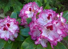 Cherry Cheesecake Rhododendron | WhippleCreek Berries