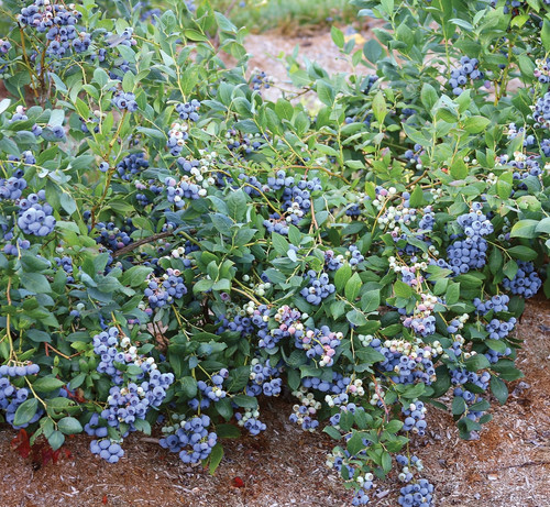 Draper Blueberry | WhippleCreek Berries