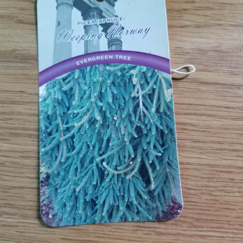 Weeping Norway Spruce Tree | WhippleCreek Berries