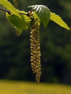 American Filbert Tree | WhippleCreek Berries