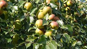 Pyrus 'Golden Spice' - Pear 7 gal | carletonplacenursery