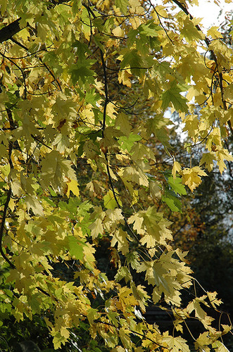 Acer sacharinum 'Silver Cloud' - Silver Maple 7gal | carletonplacenursery