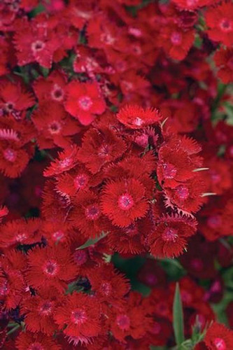 Dianthus barbatus 'Rockin Red' - Sweet William 1 gal | carletonplacenursery