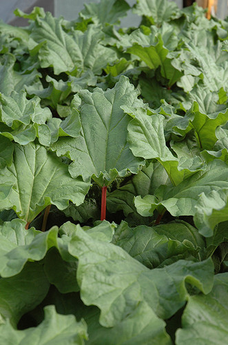 Rhubarb 'Canada Red' | carletonplacenursery