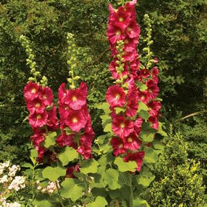 Alcea 'Spotlight Mars Magic' - Hollyhock 1gal | carletonplacenursery