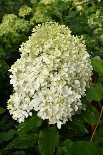 Hydrangea 'Puffer Fish' 2 gal | carletonplacenursery