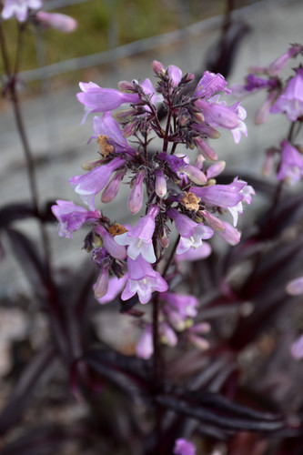 Penstemon 'Midnight Masquerade' - Beard Tongue 1 gal | carletonplacenursery