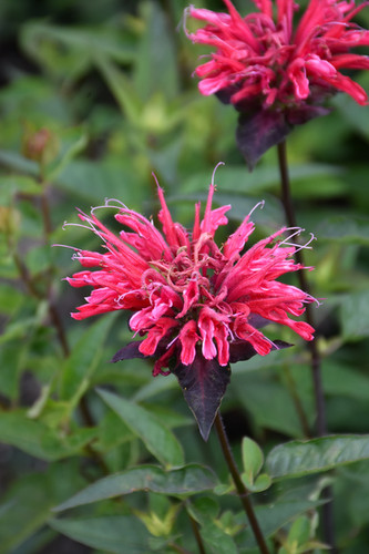 Monarda 'Red Velvet' - Beebalm 1 gal | carletonplacenursery