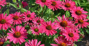 Echinacea 'Kismet Raspberry' - Coneflower 1gal | carletonplacenursery