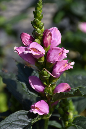Chelone 'Tiny Tortuga' - Turtlehead 1gal | carletonplacenursery