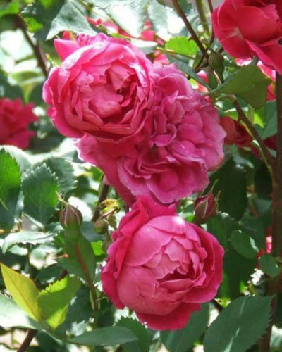 Rosa 'Alexander MacKenzie' (Explorer) 2 gal | carletonplacenursery
