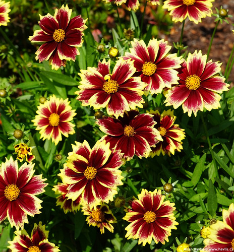 Coreopsis 'Solar Fancy' - Tickseed 1gal | carletonplacenursery