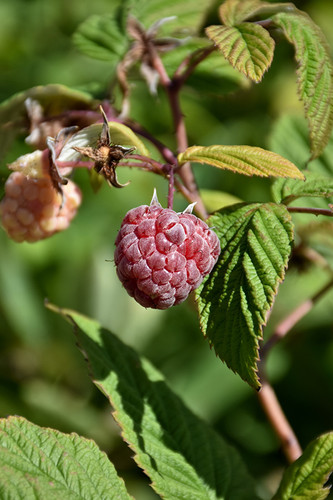 Rubus 'Royalty' - Raspberry 2gal | carletonplacenursery