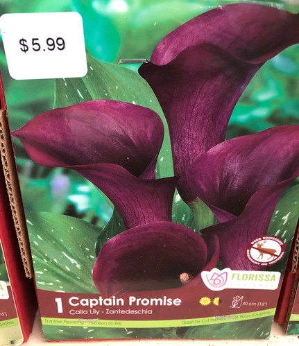 Bulb - Calla Lily Captain Promise - 1 Bulbs | carletonplacenursery