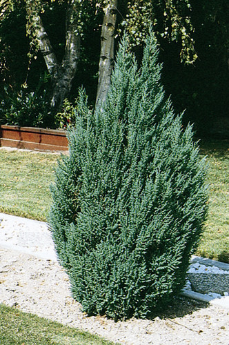 Juniperus scopulorum 'Moffat Blue' - Juniper 7gal | carletonplacenursery