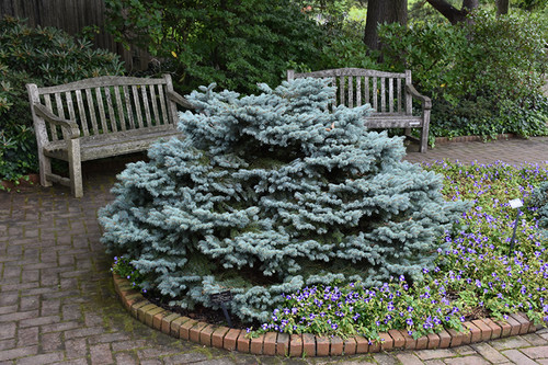 Picea pungens 'Thume' - Compact Spruce 5 gal | carletonplacenursery