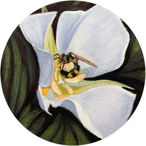 SEGO LILY | Moni Ellee