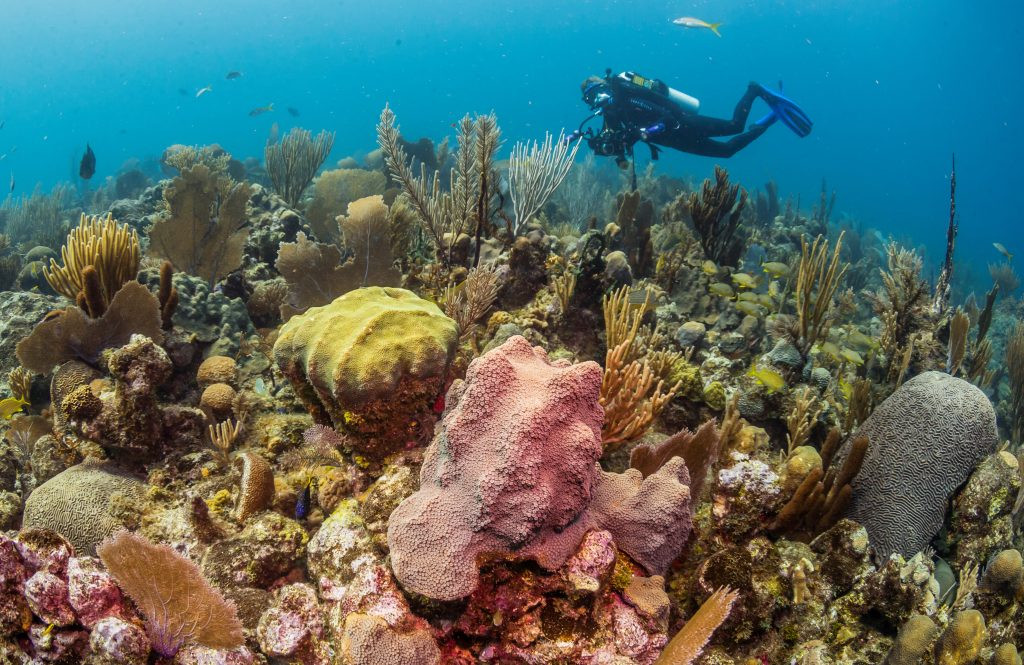 Best Scuba Diving Trips | Gardens of Queen | CUBA VIP TRAVEL