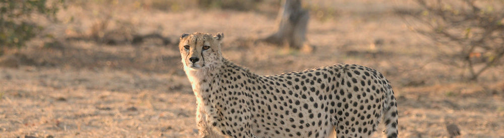 Cheetah: The Fascinating, Ferocious Feline | Bushwise Blogs