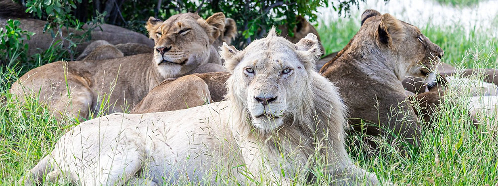 Are White Lions a Unique Species? | Bushwise Blogs