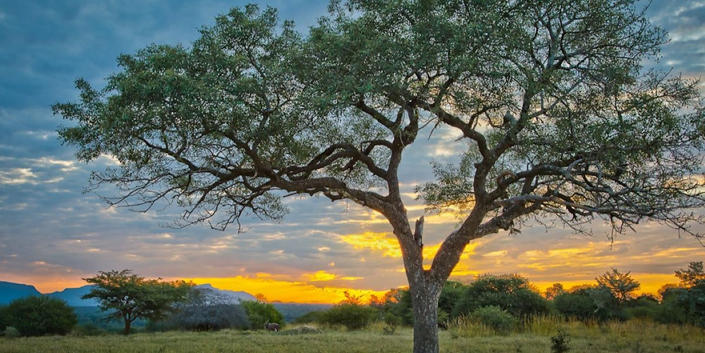 The Marula Tree – The Tree Of Life