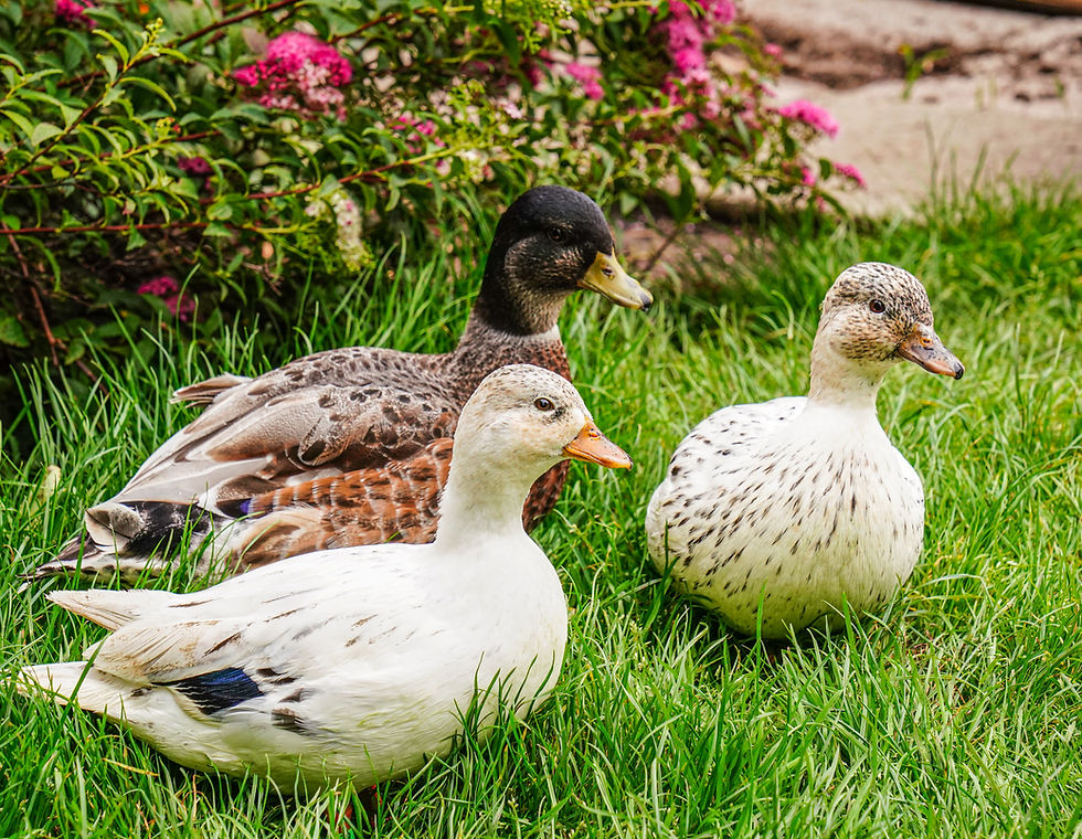Call Ducks | Silver Birch Exhibition Waterfowl