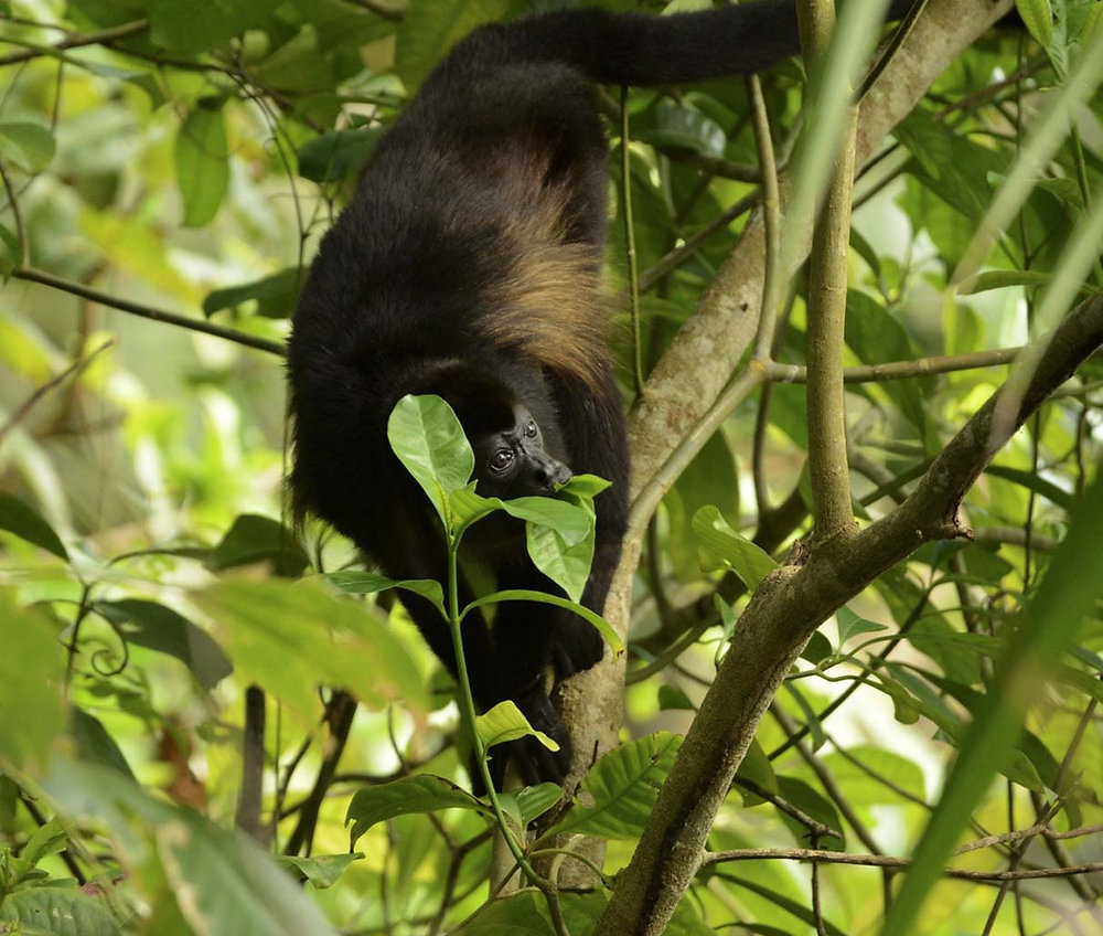 A recent shift in the pigmentation phenotype of a wild Neotropical primate