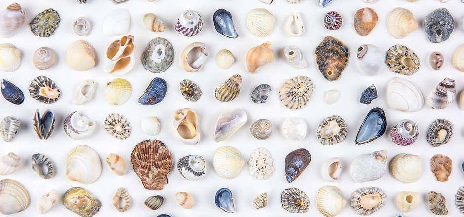 Home | Katie Rigby I Shell Art I Shell Grid I Coastal Decor I KR