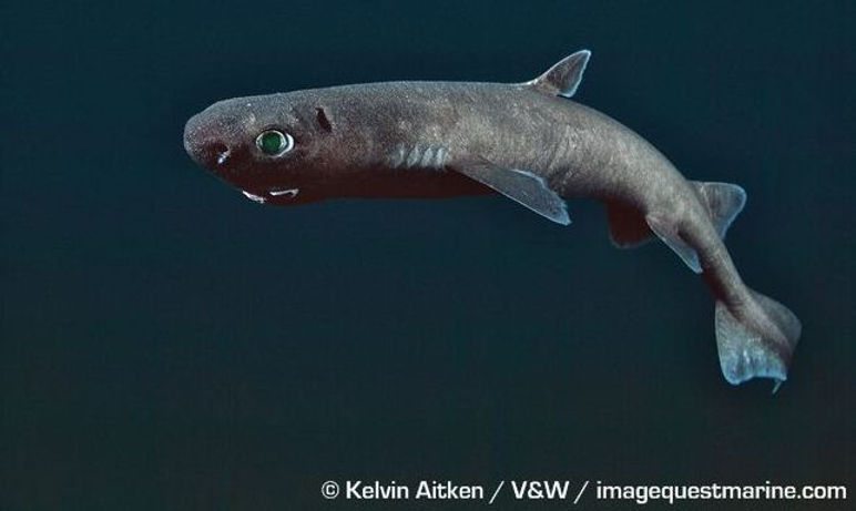 Finn Friday: Dwarf Lantern Shark