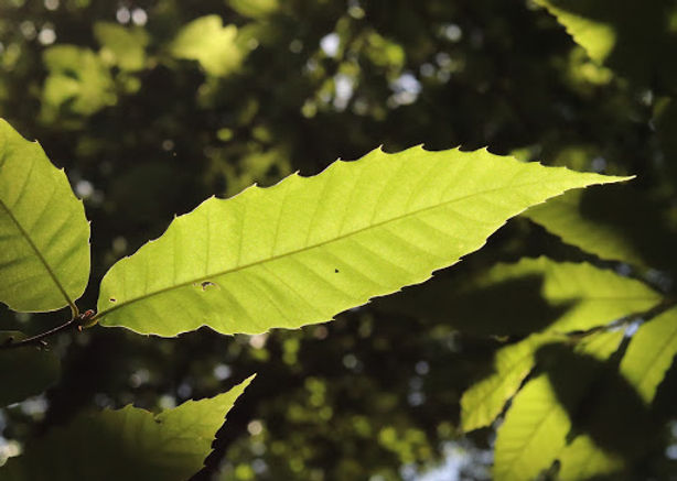 The Rise, Fall, and Rise Again of America’s Greatest Tree