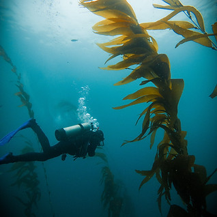 Bamboo Reef | SCUBA & Freediving Classes