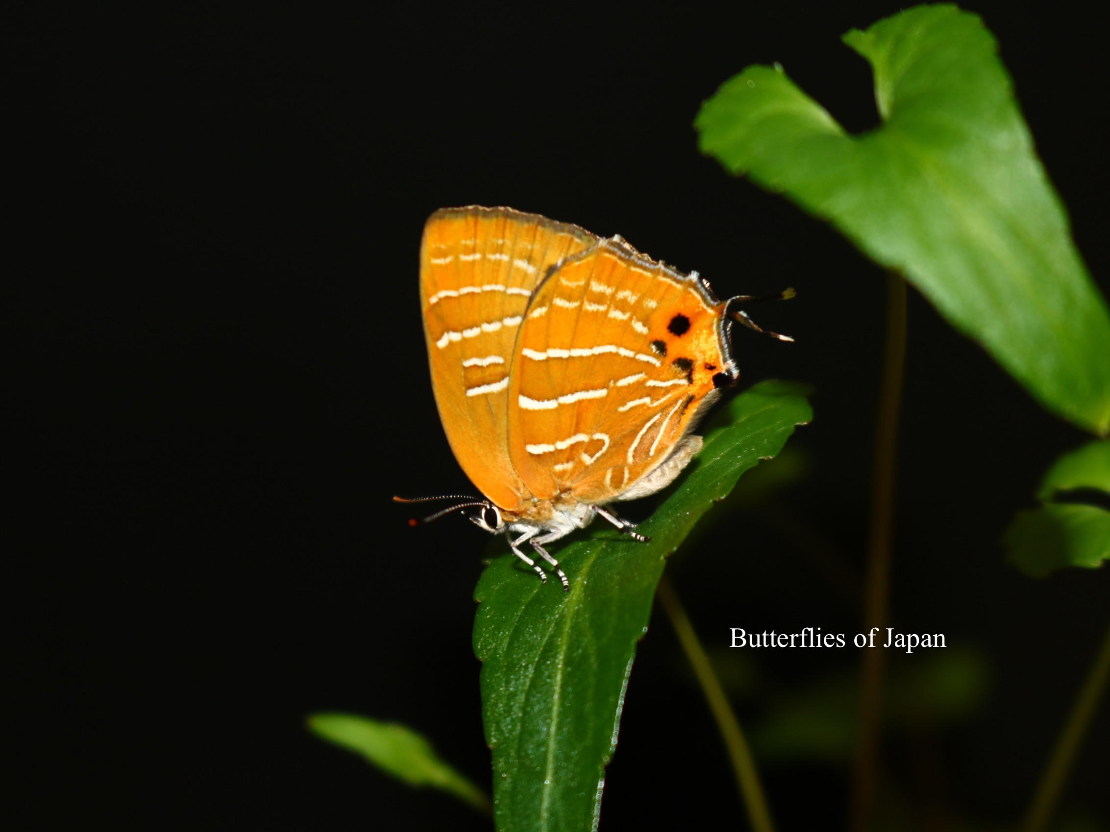 Wagimo signatus | butterfliesofjapan