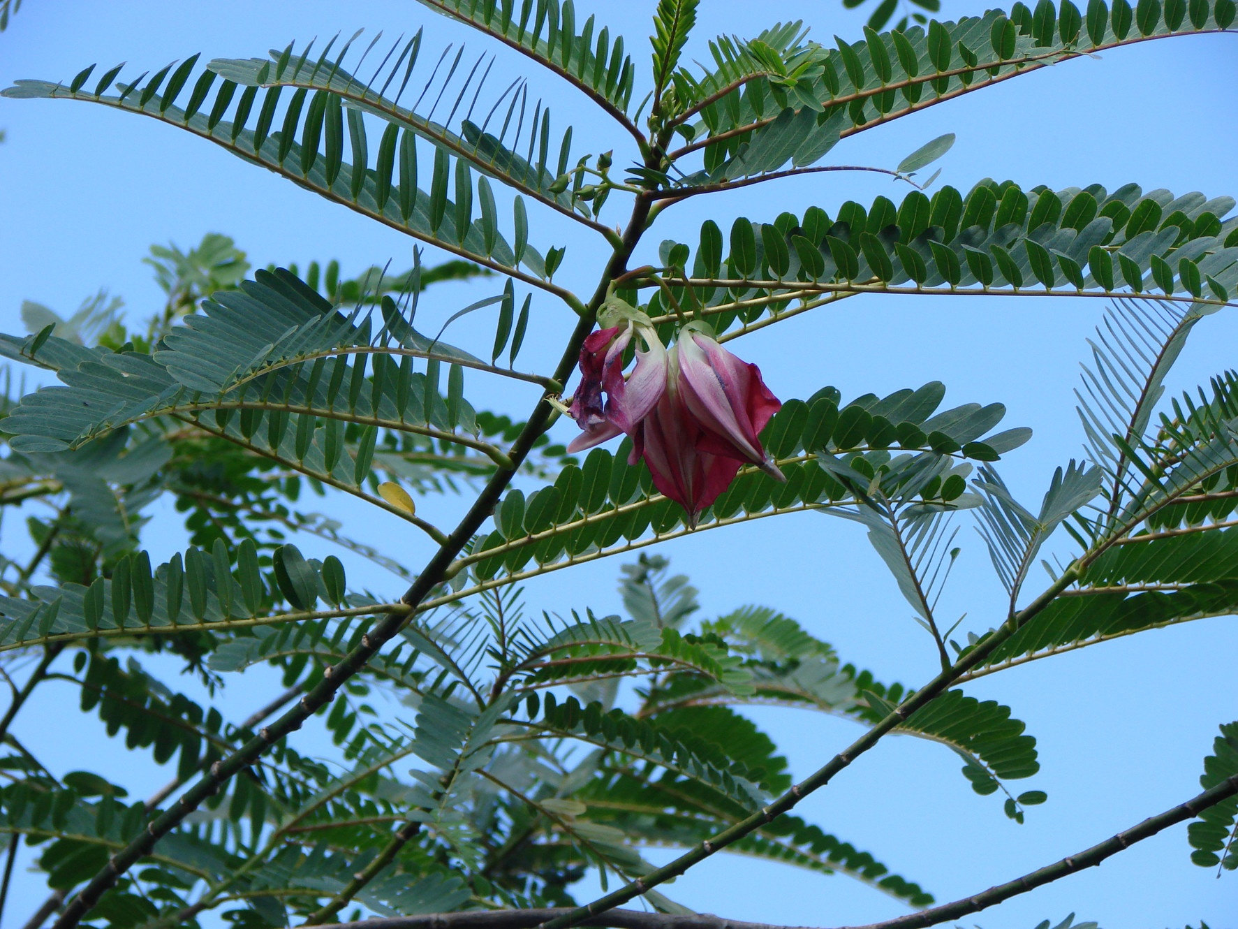 Vivero Arboles Yucatan