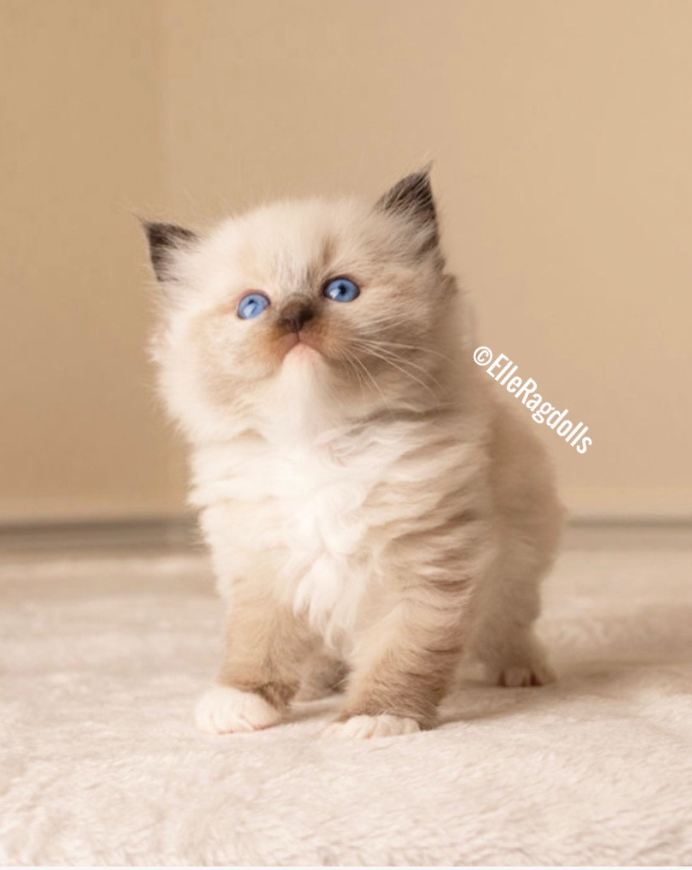ElleRagdolls / South Florida Ragdoll Kitten Breeder / Florida Ragdoll ...