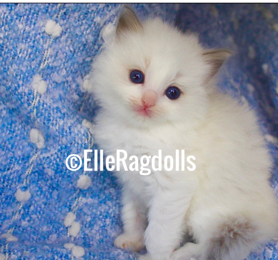 NEW! Princess Penelope Featherington | Elle Ragdolls