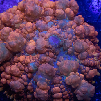 Home | The Coral Zoo | Unique Beautiful Live Coral Shop | FL