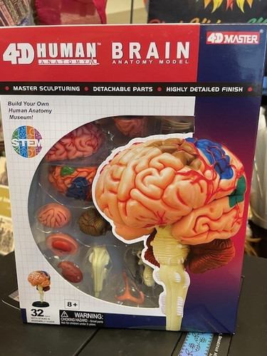 4D Human Anatomy Brain Model | St. Joseph Museums