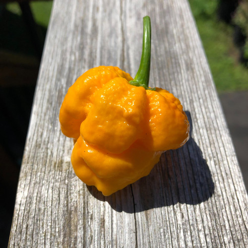 Yellow Scotch Brain Strain | Inferno Candy Co