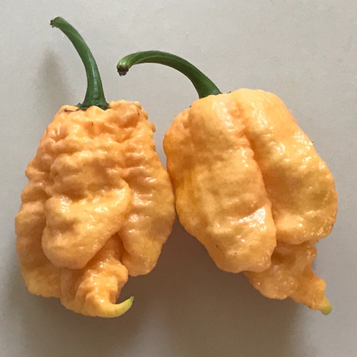 Jays Peach Ghost Scorpion | Inferno Candy Co