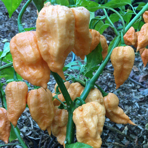 7 Pot Peach | Inferno Candy Co