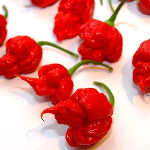 7 Pot Primo | Inferno Candy Co