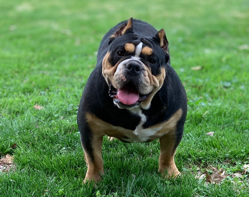 Dynamic Bulldogs | STL