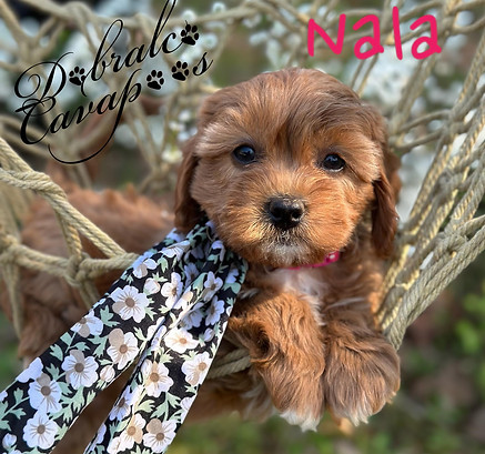 Scarlet | Dobralco Cavapoos