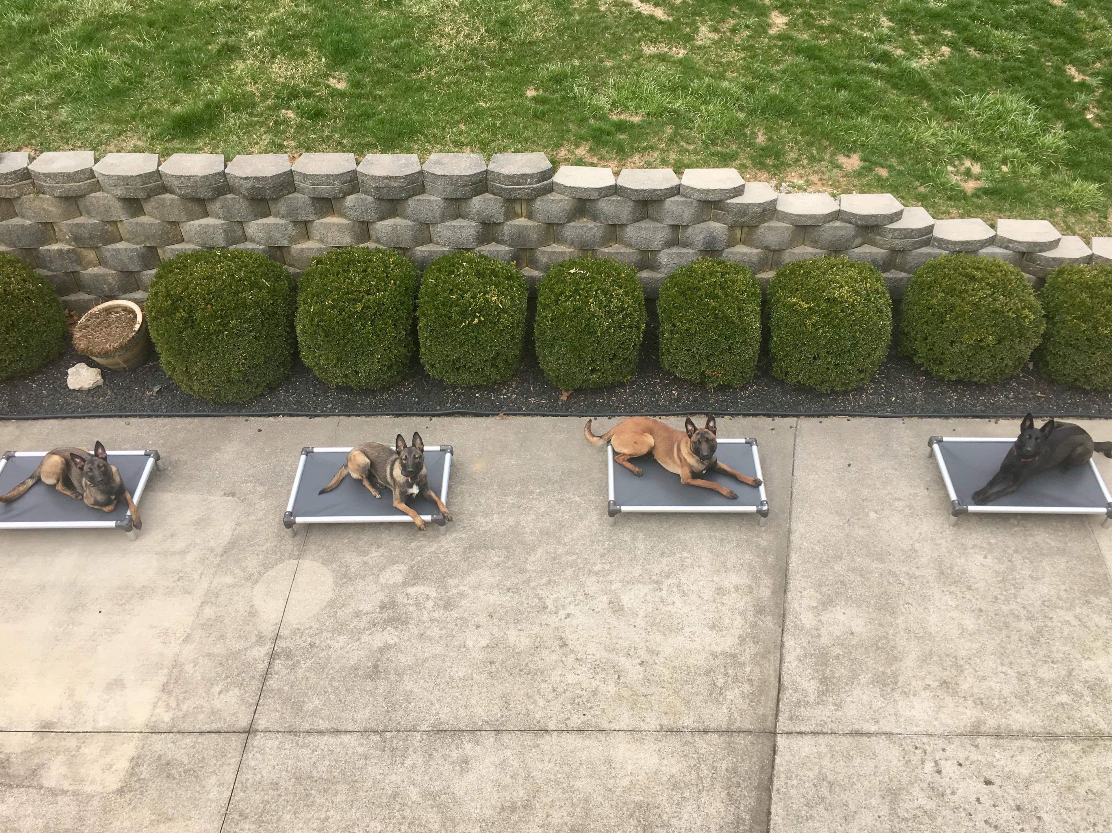 DOG TRAINING | CANINE UNLEASHED | LEXINGTON | KENTUCKY