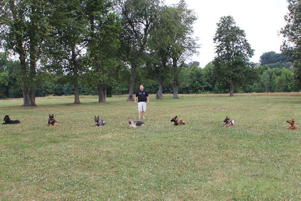 DOG TRAINING | CANINE UNLEASHED | LEXINGTON | KENTUCKY