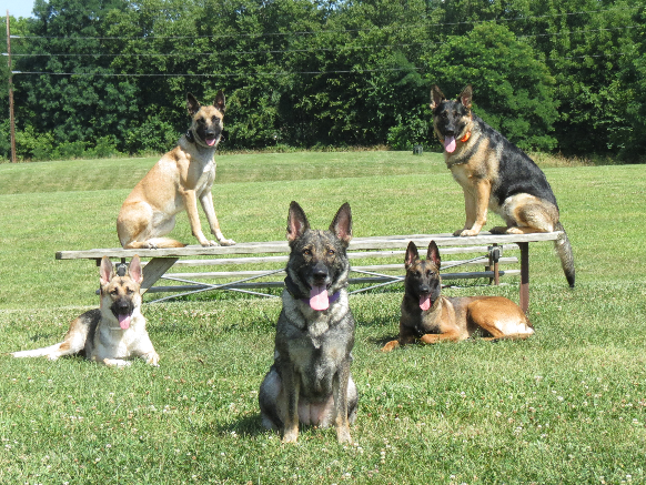 DOG TRAINING | CANINE UNLEASHED | LEXINGTON | KENTUCKY